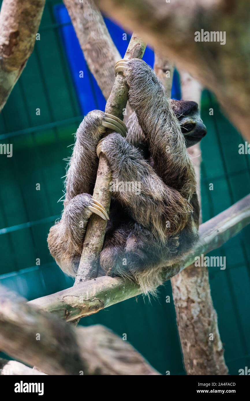 Costa Rica Sloth Sanctuary Stock Photo - Alamy