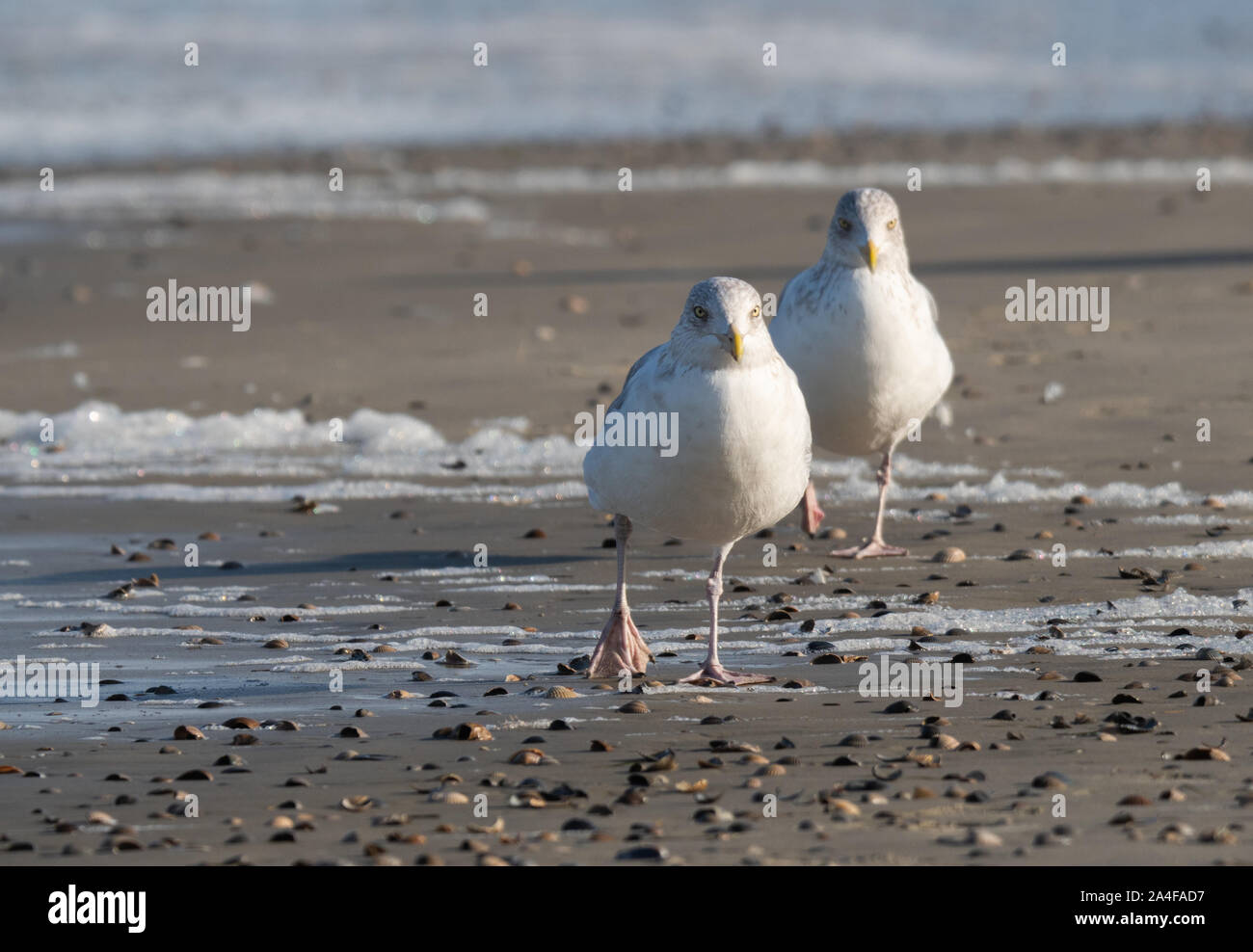 Seagulls playing in the sky hi-res stock photography and images - Alamy