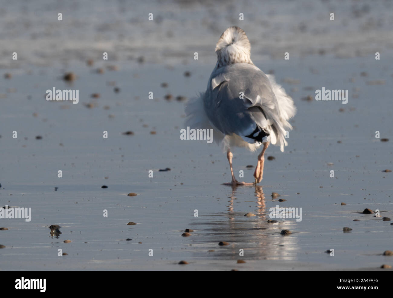 Old seagull on the beach hi-res stock photography and images - Alamy