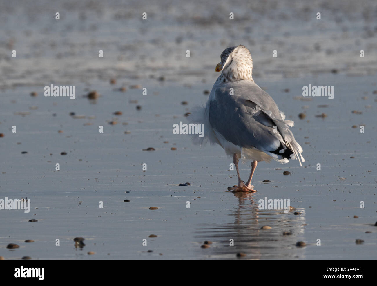 Old seagull on the beach hi-res stock photography and images - Alamy