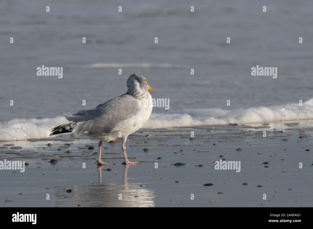 Old seagull on the beach hi-res stock photography and images - Alamy