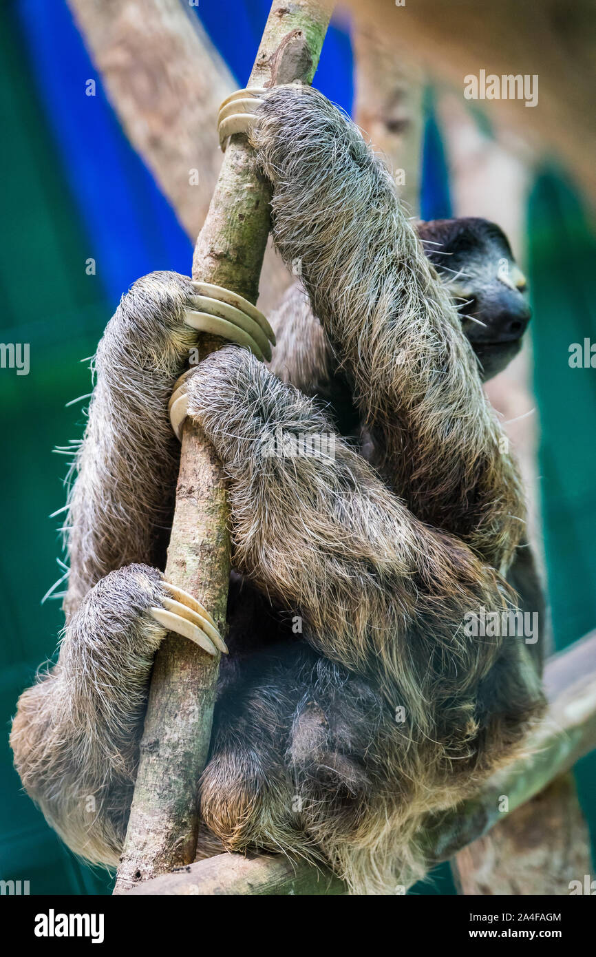Costa Rica Sloth Sanctuary Stock Photo - Alamy