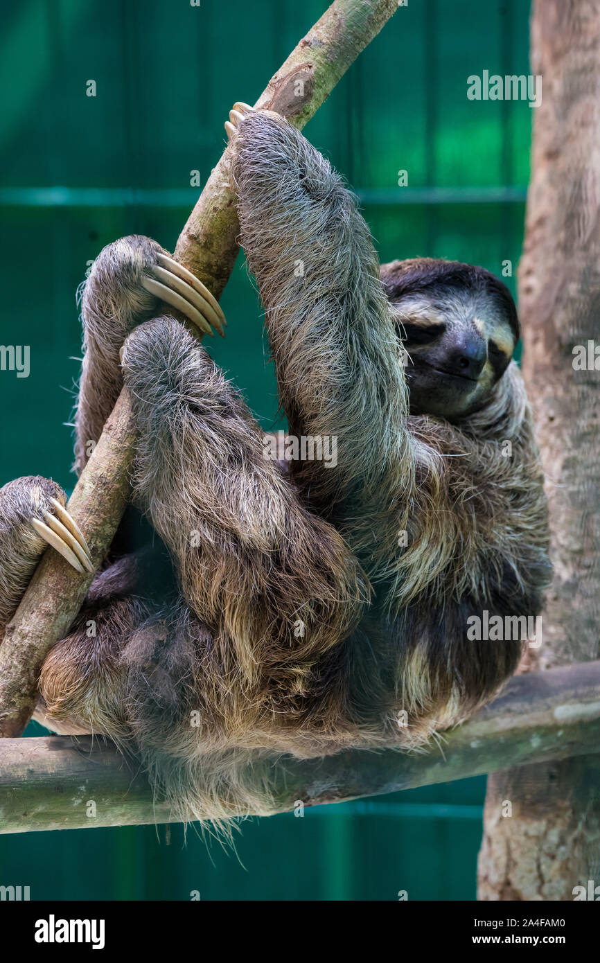 Costa Rica Sloth Sanctuary Stock Photo - Alamy