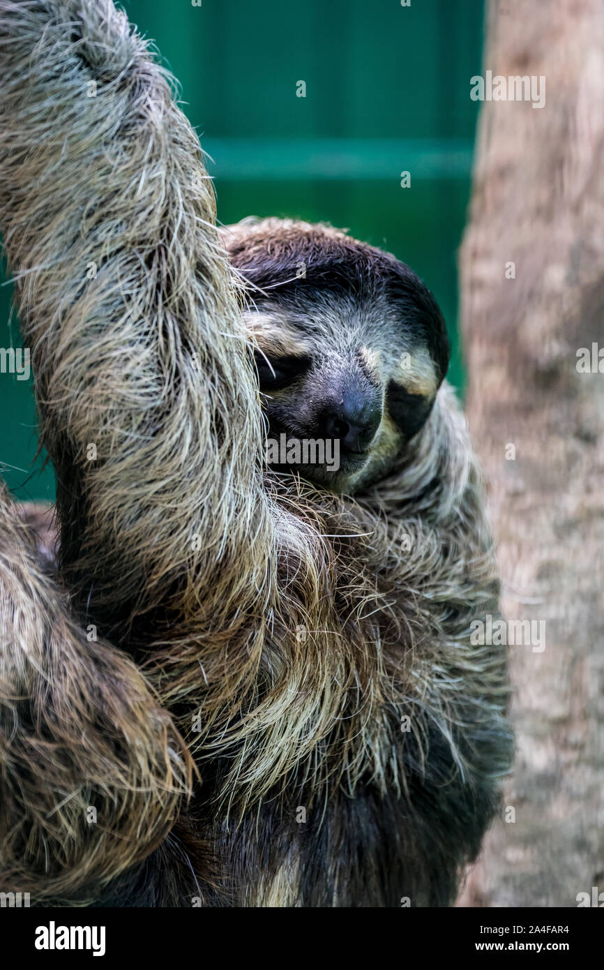 Sloth Sanctuary And Costa Rica High Resolution Stock Photography and ...