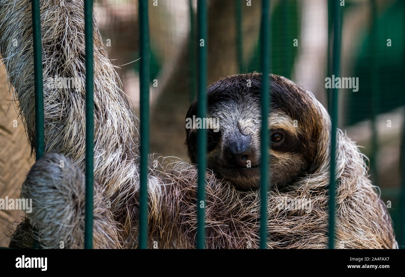 Costa Rica Sloth Sanctuary Stock Photo - Alamy