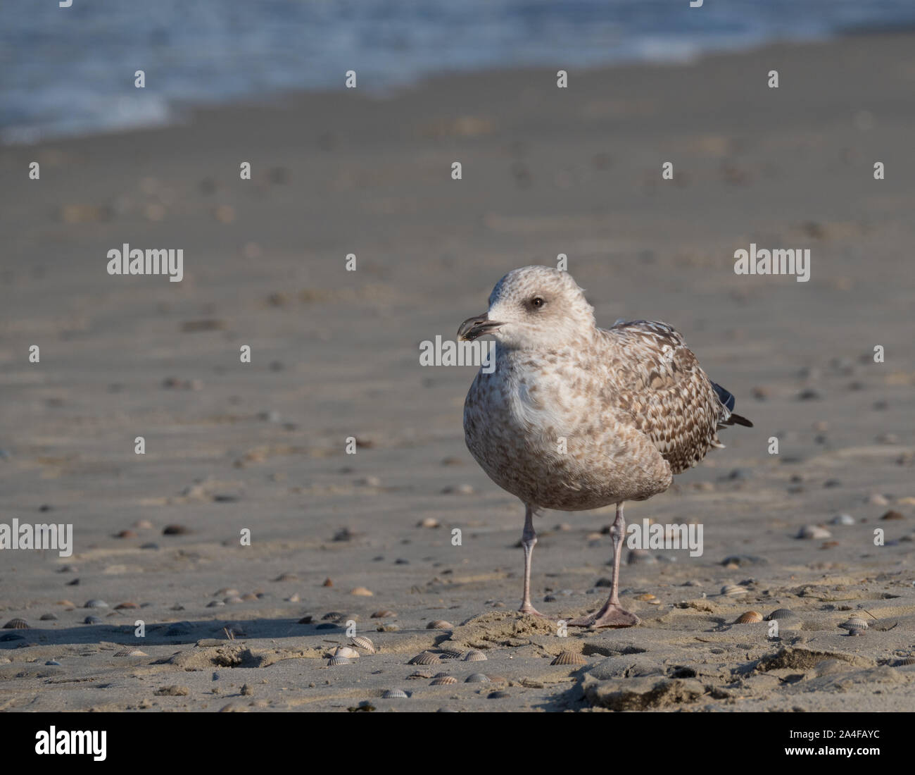 Seagull with a shiny eye hi-res stock photography and images - Alamy