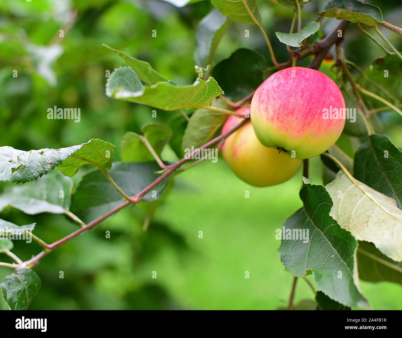 Apples local hi-res stock photography and images - Alamy