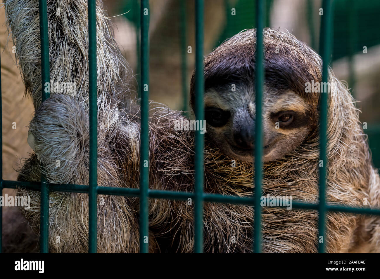 Costa Rica Sloth Sanctuary Stock Photo - Alamy
