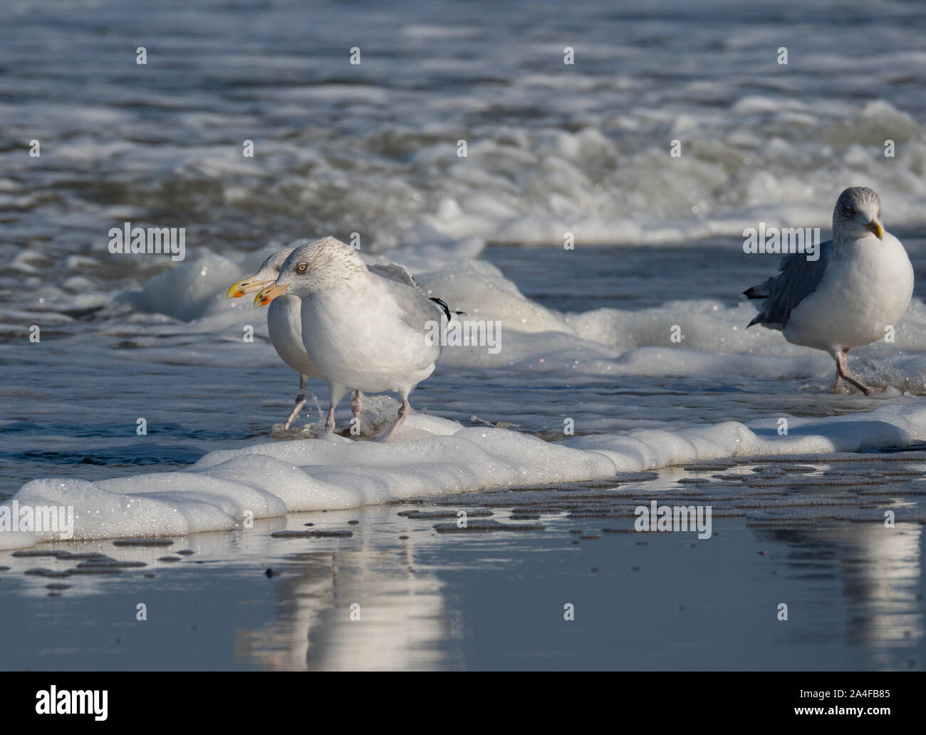 Seagull in water on beach hi-res stock photography and images - Alamy