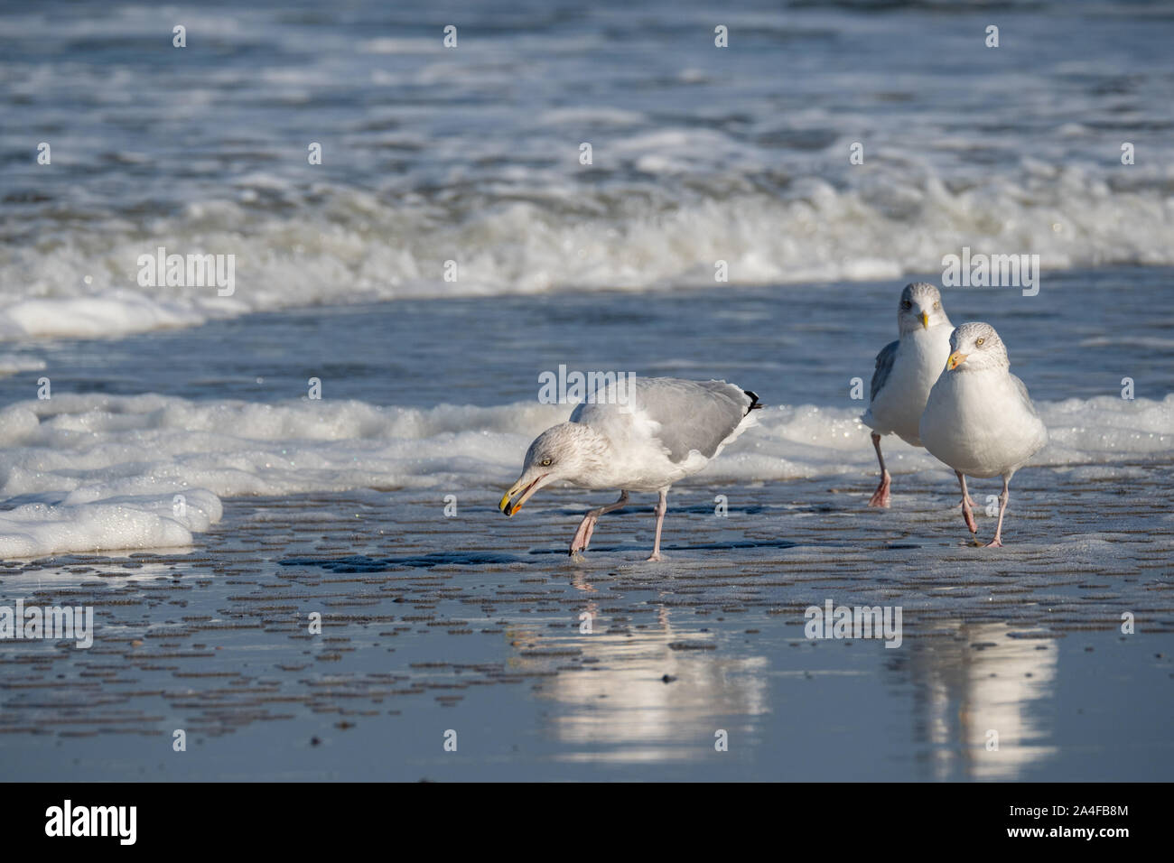 Seagulls on sea flying in hi-res stock photography and images - Alamy