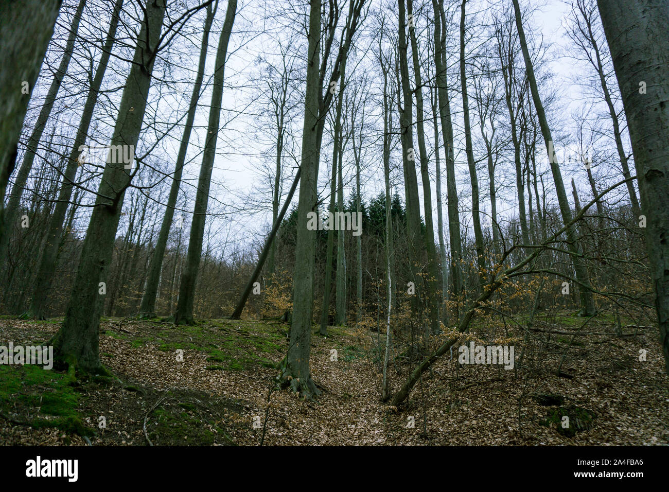 Czech forest hi-res stock photography and images - Alamy