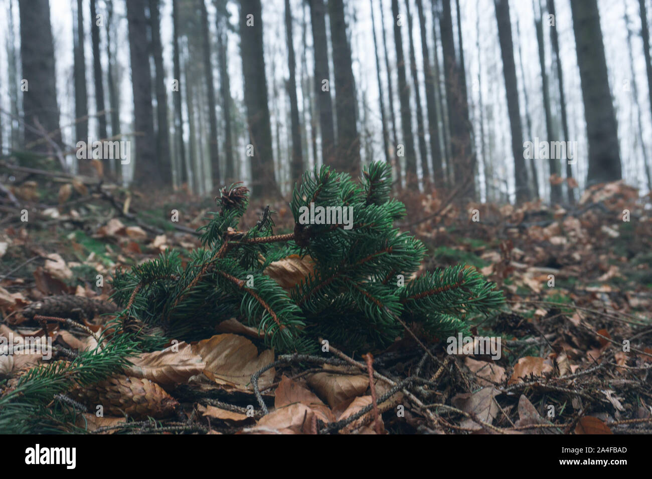 Czech forest hi-res stock photography and images - Alamy