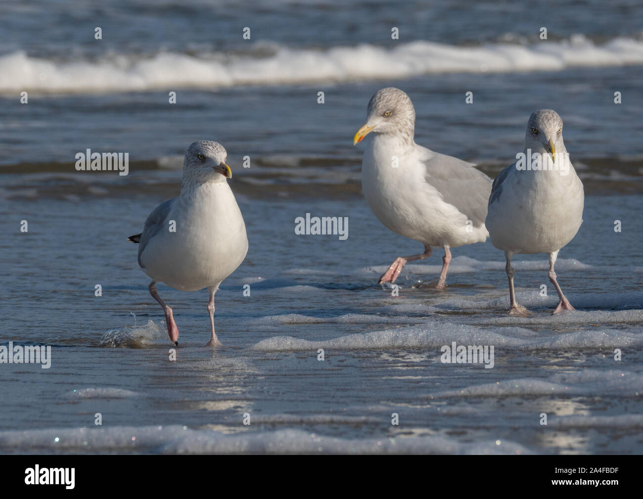 Funny seagulls hi-res stock photography and images - Alamy