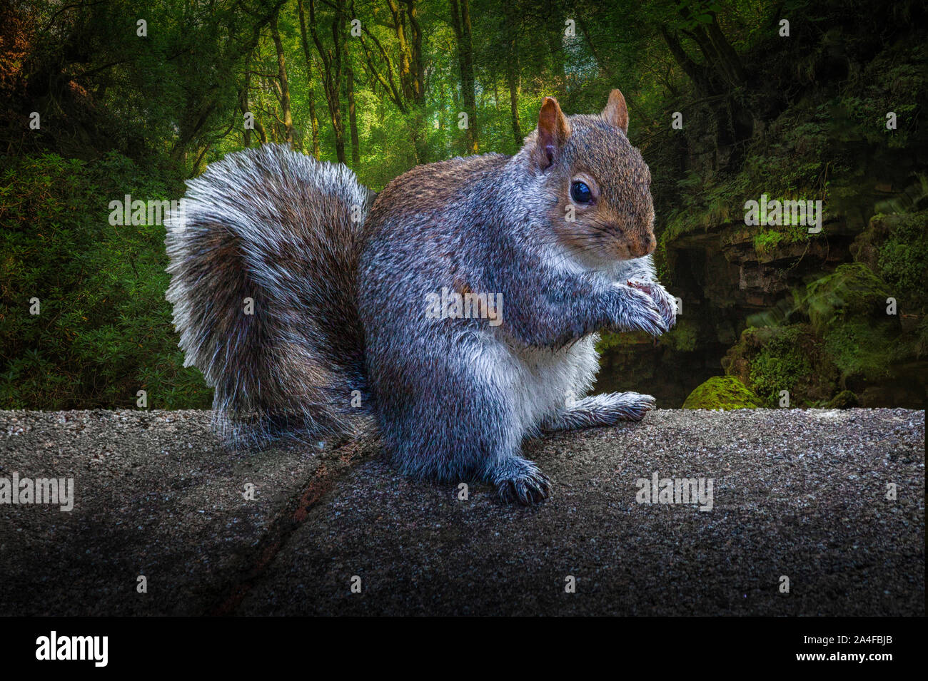 Eastern grey or gray squirrel Stock Photo - Alamy