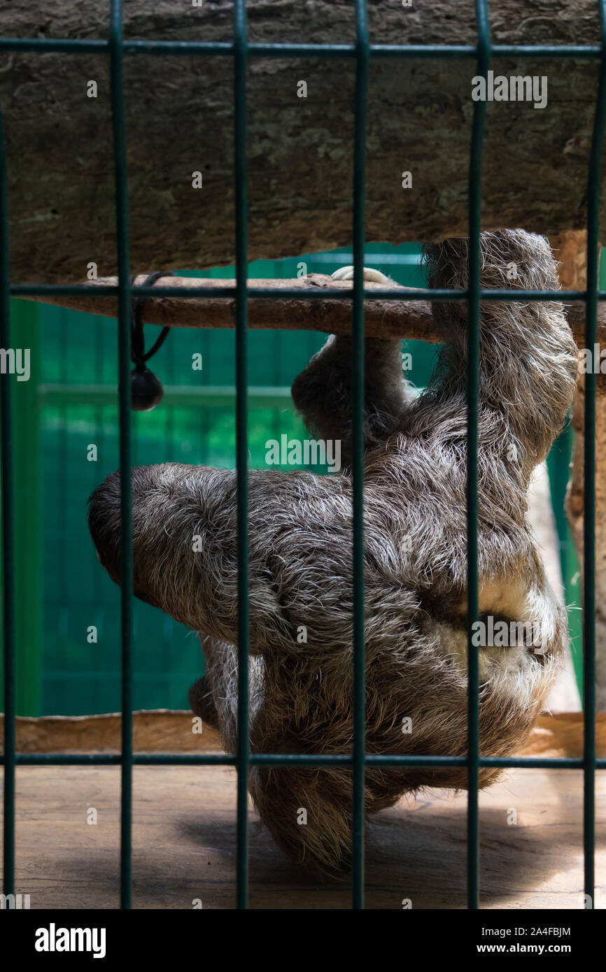 Costa Rica Sloth Sanctuary Stock Photo - Alamy