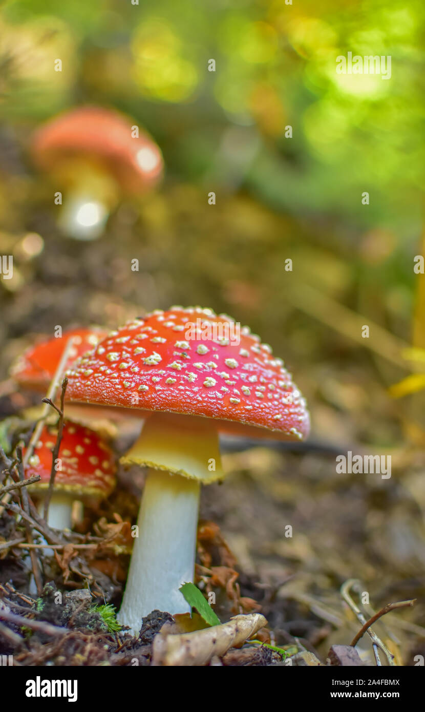 Fly agaric. Mushroom with red and white-spotted cap in the autumn ...
