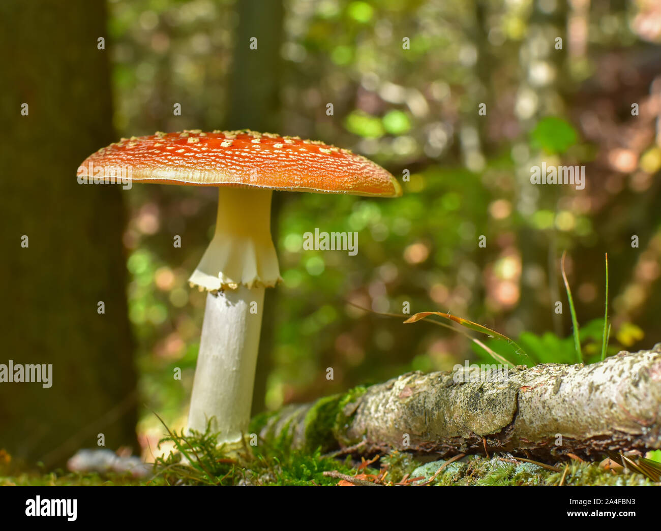 Red fungi with white spots hi-res stock photography and images - Alamy