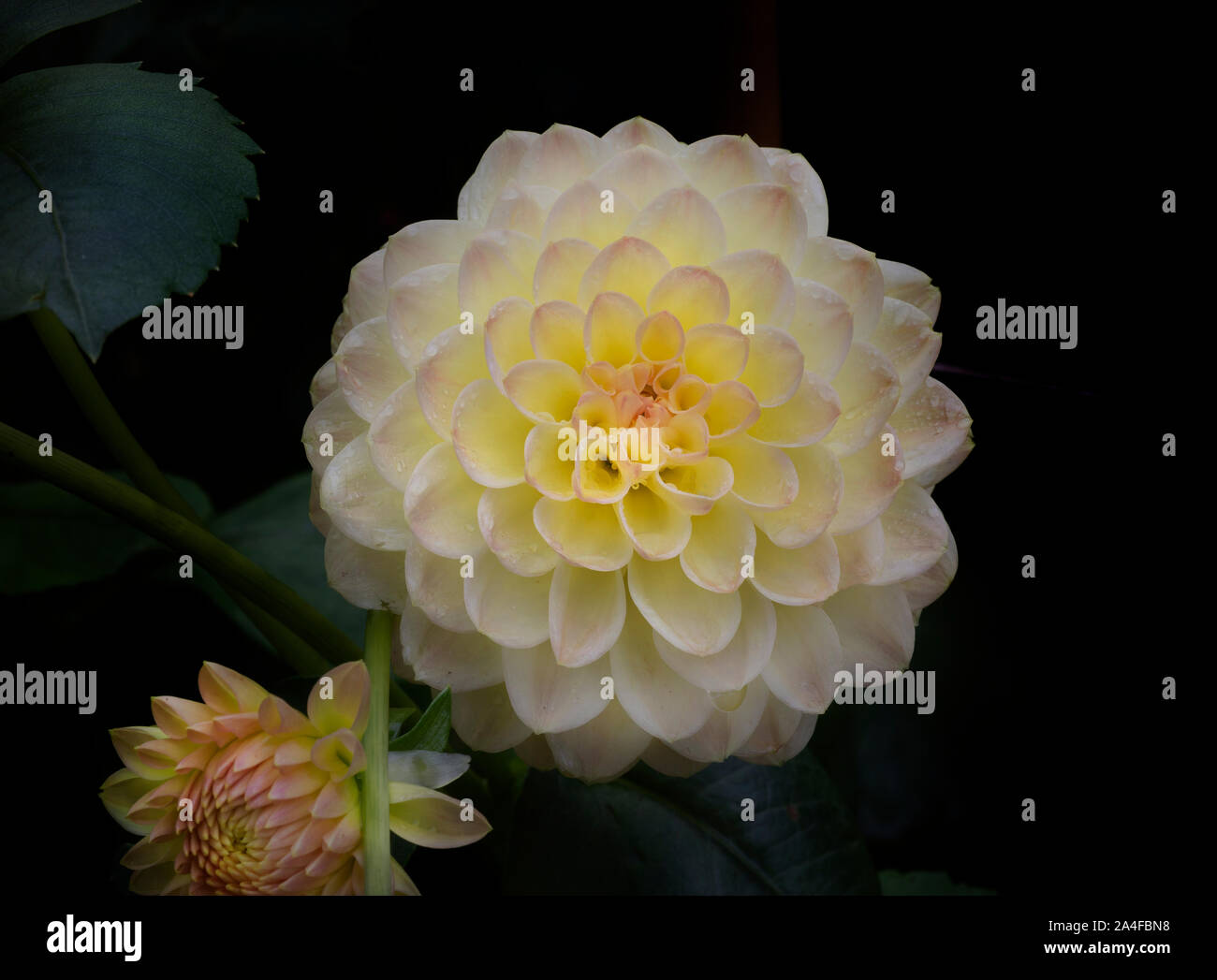 Dahlia, the national flower of Mexico Stock Photo - Alamy
