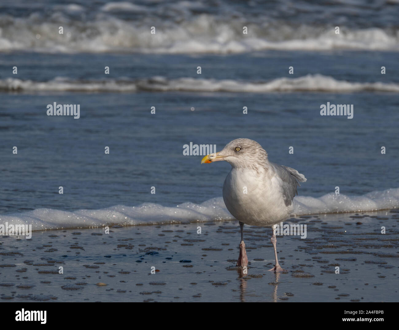 Seagull with a shiny eye hi-res stock photography and images - Alamy