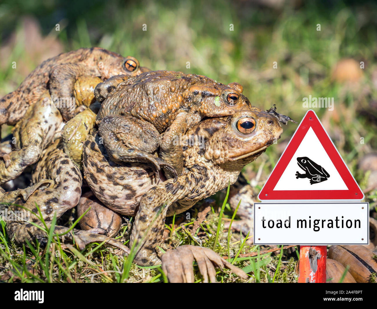 Shield toad hi-res stock photography and images - Alamy