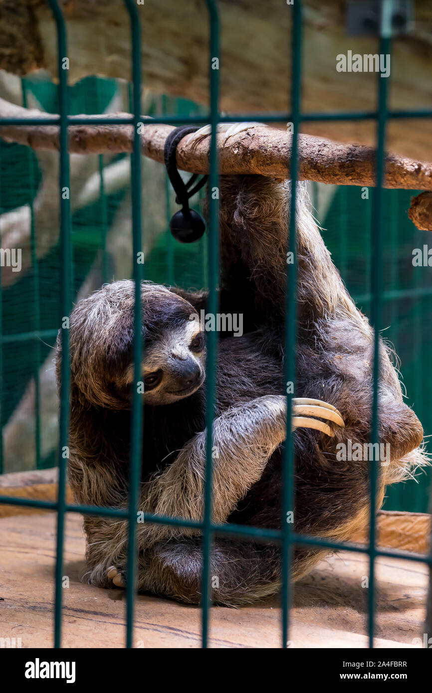 Costa Rica Sloth Sanctuary Stock Photo - Alamy