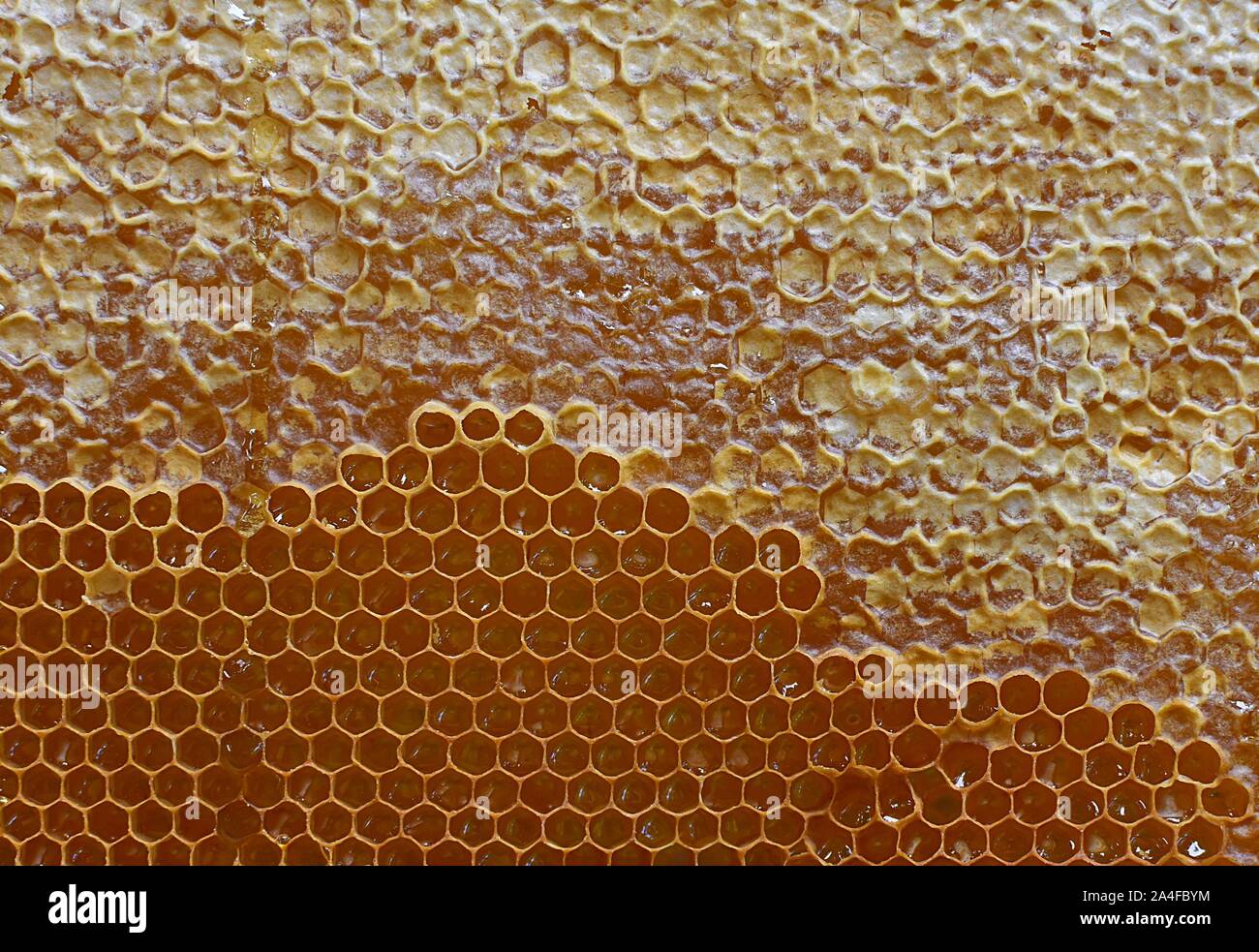 Honeycomb pattern, hexagonal texture. Abstract pattern background with honeycomb in golden ...