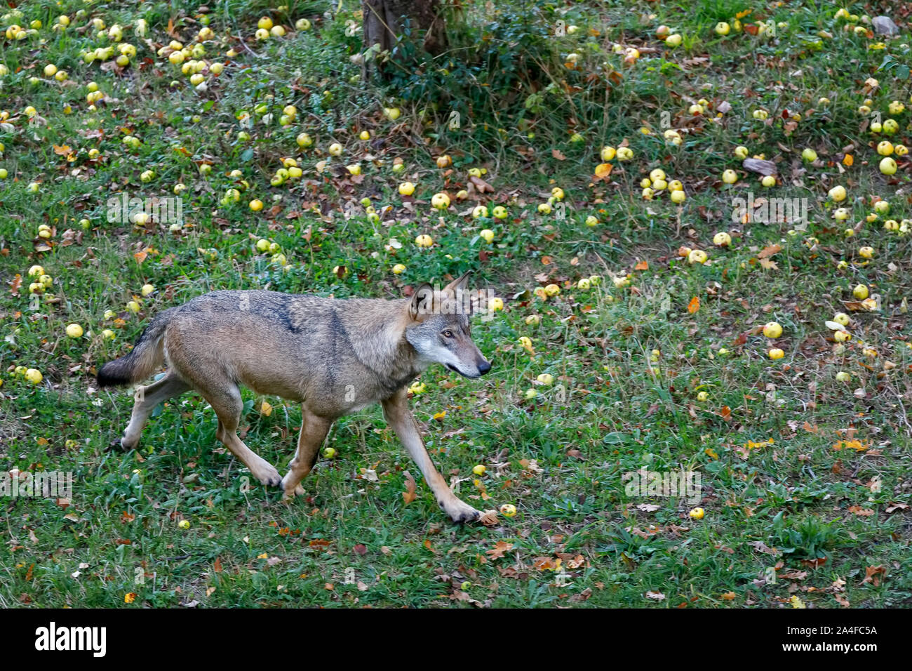 Alpha wolf hi-res stock photography and images - Alamy