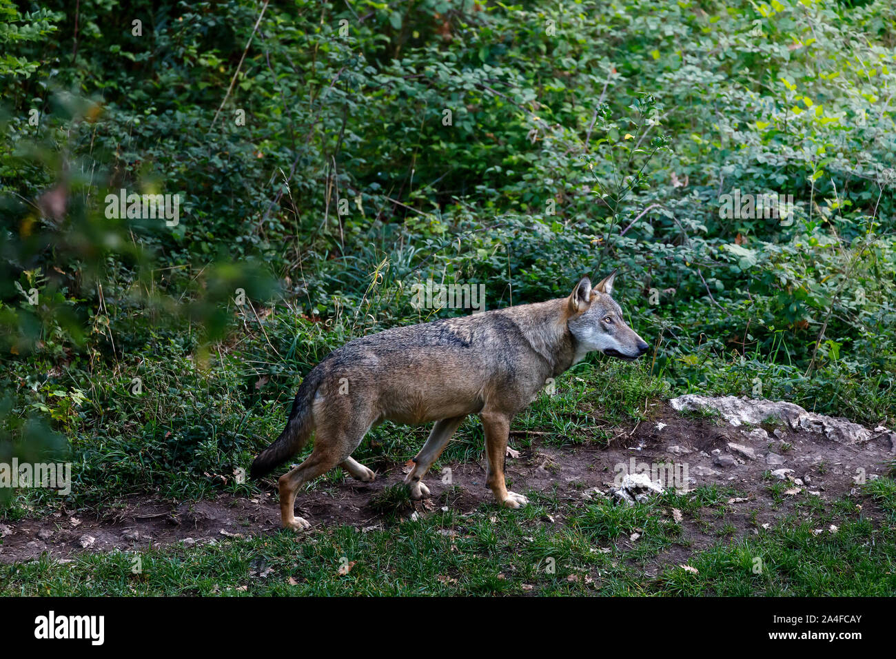 Alpha wolf hi-res stock photography and images - Alamy