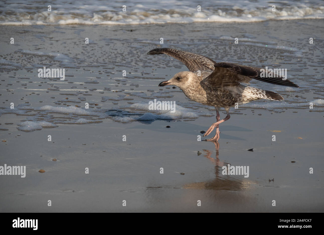 Old seagull hi-res stock photography and images - Alamy