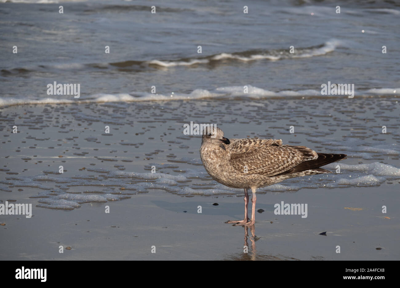 Old seagull hi-res stock photography and images - Alamy