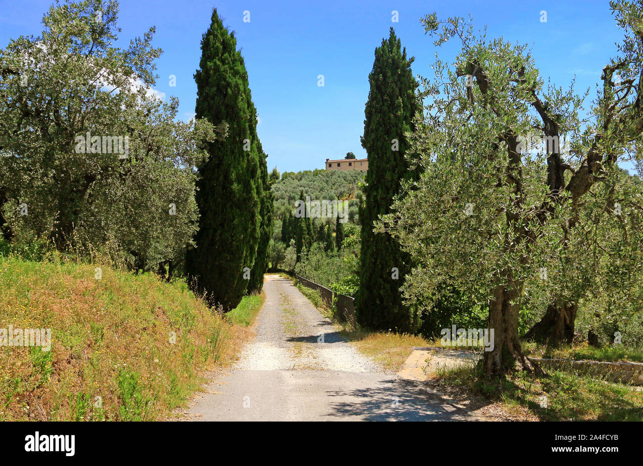 Vineyard and olive trees hi-res stock photography and images - Alamy