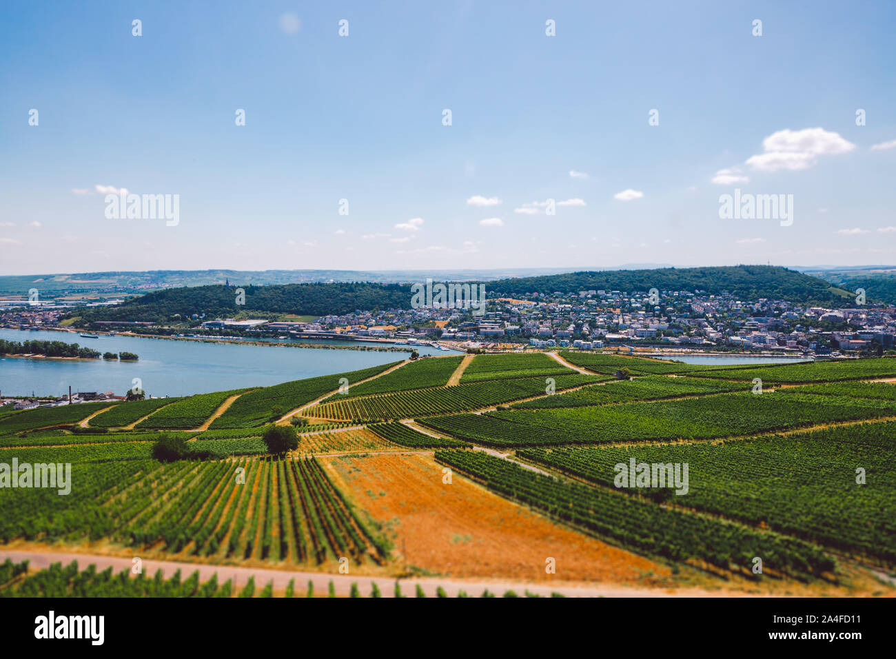 Panorama of the middle Rhine River valley with beautiful vineyards ...