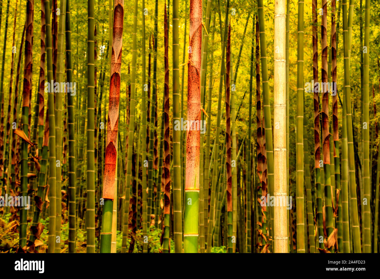 Bamboo stems growing beside the Sagano bamboo forest path, Kyoto, Japan ...