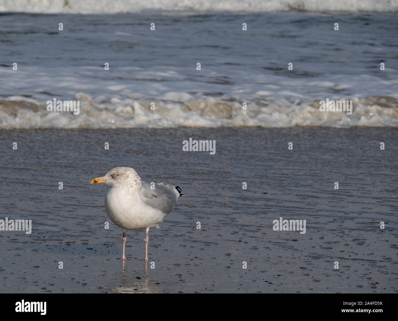 Old seagull hi-res stock photography and images - Alamy