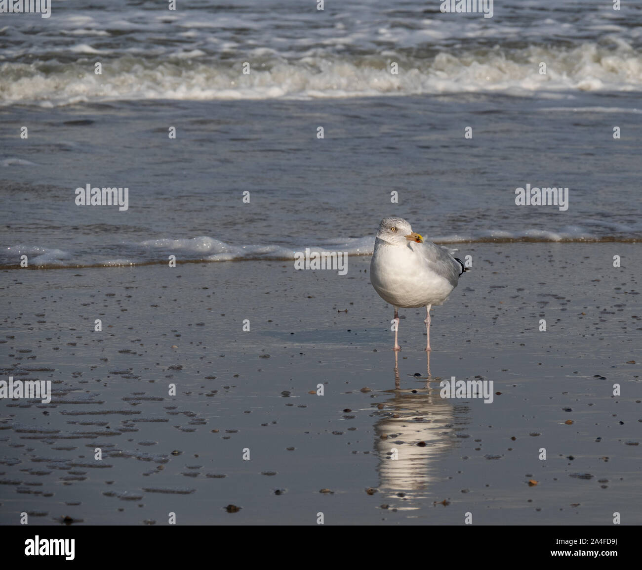 Old seagull hi-res stock photography and images - Alamy