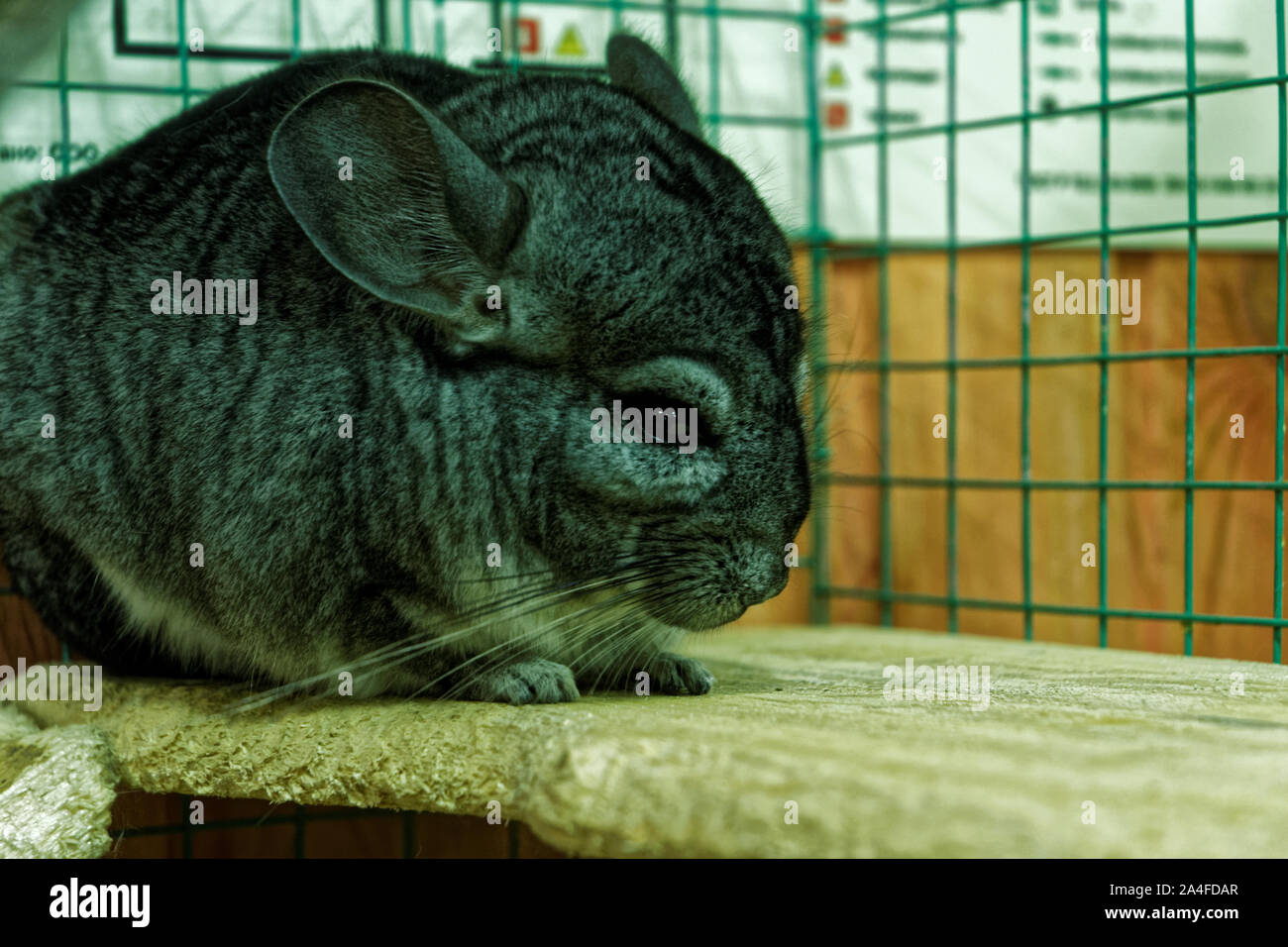 Chinchilla (Latin Chinchilla) is the genus of rodents of the chinchilla ...