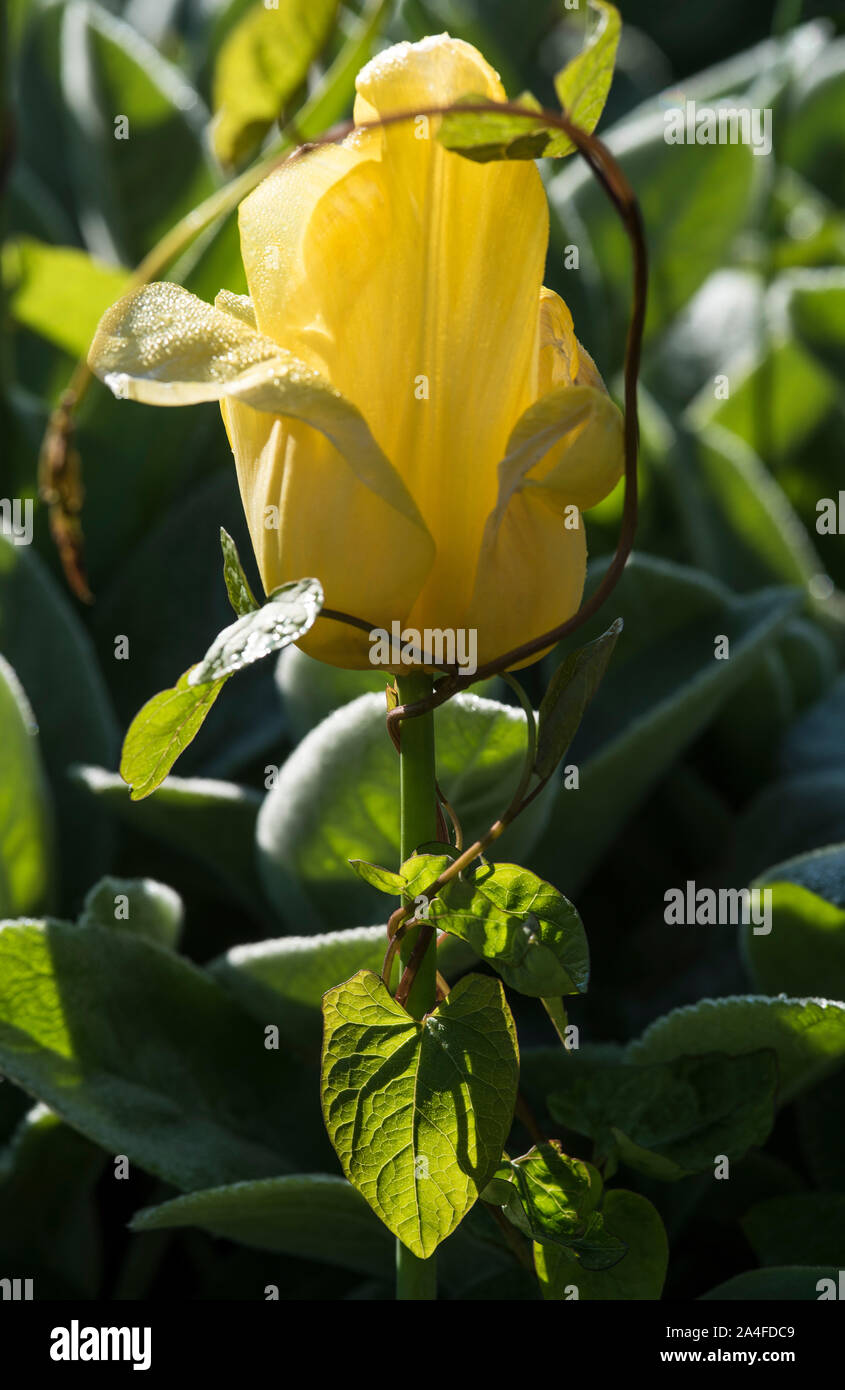 A yellow tulip wrapped in the climbing Bindweed Convolvulus, an ...
