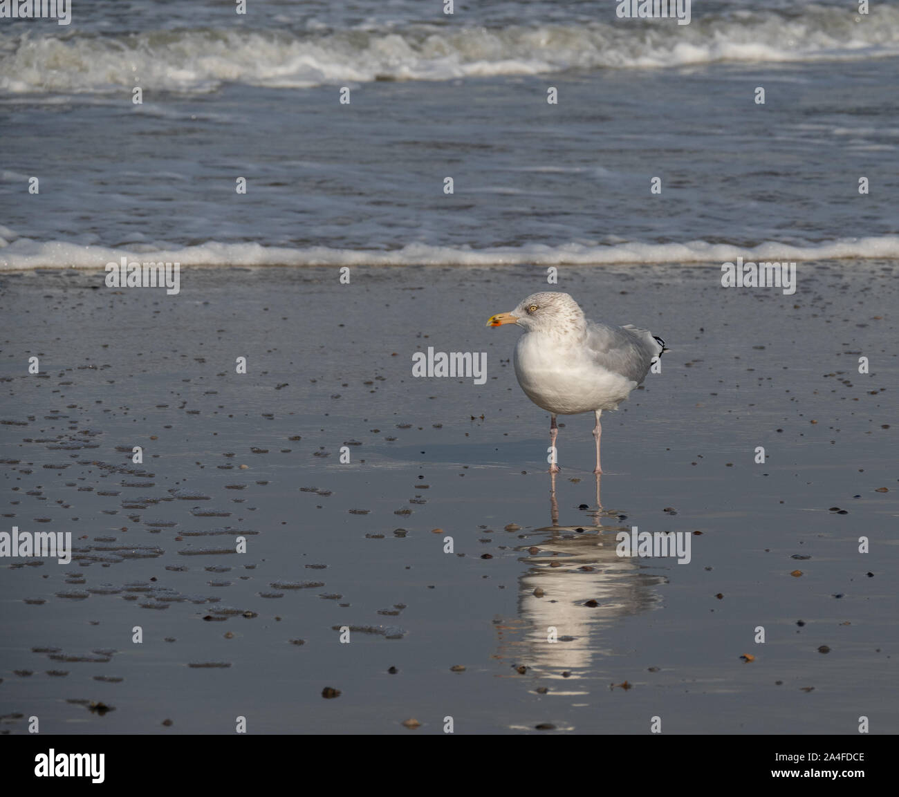 Old seagull hi-res stock photography and images - Alamy