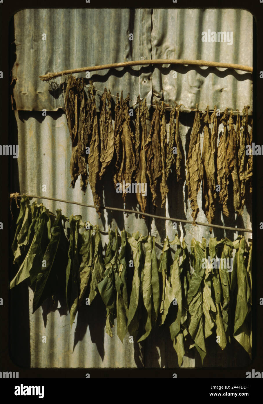 Tobacco string in the tobacco barn Stock Photo - Alamy