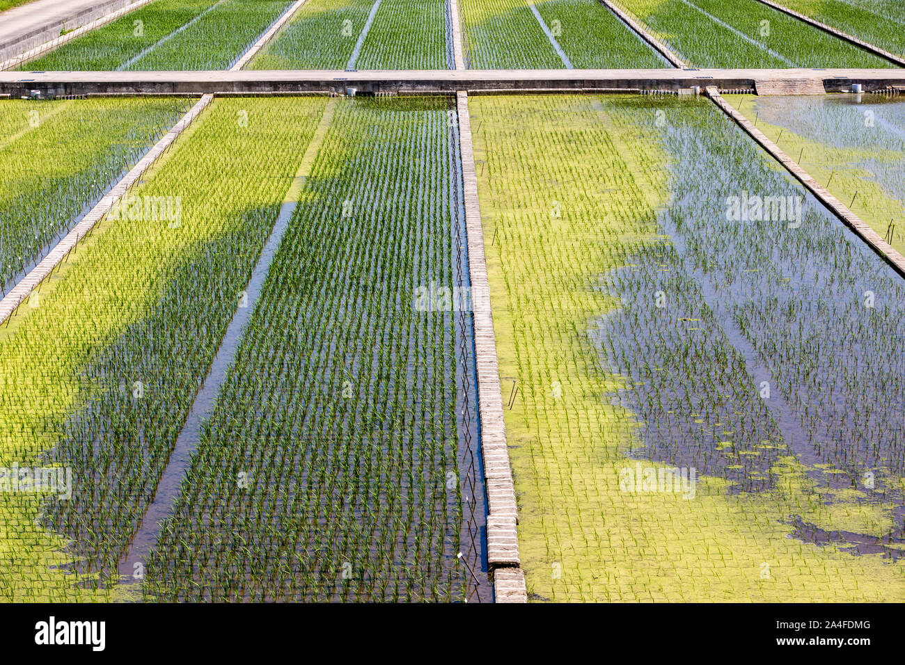 Rice green fields in Asia, top view of rices paddy field. Rural ...