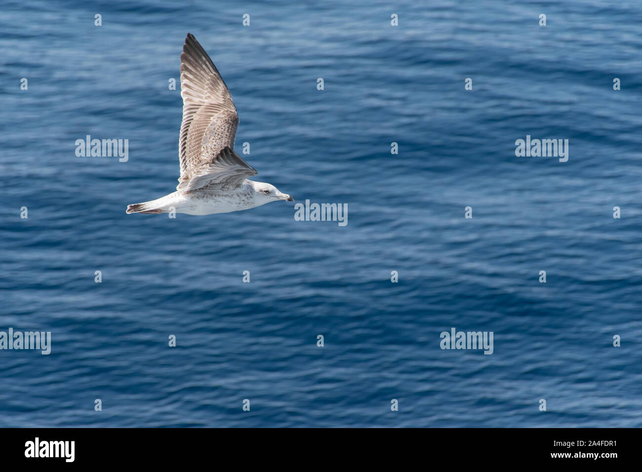 Air flight over wild sea hi-res stock photography and images - Alamy