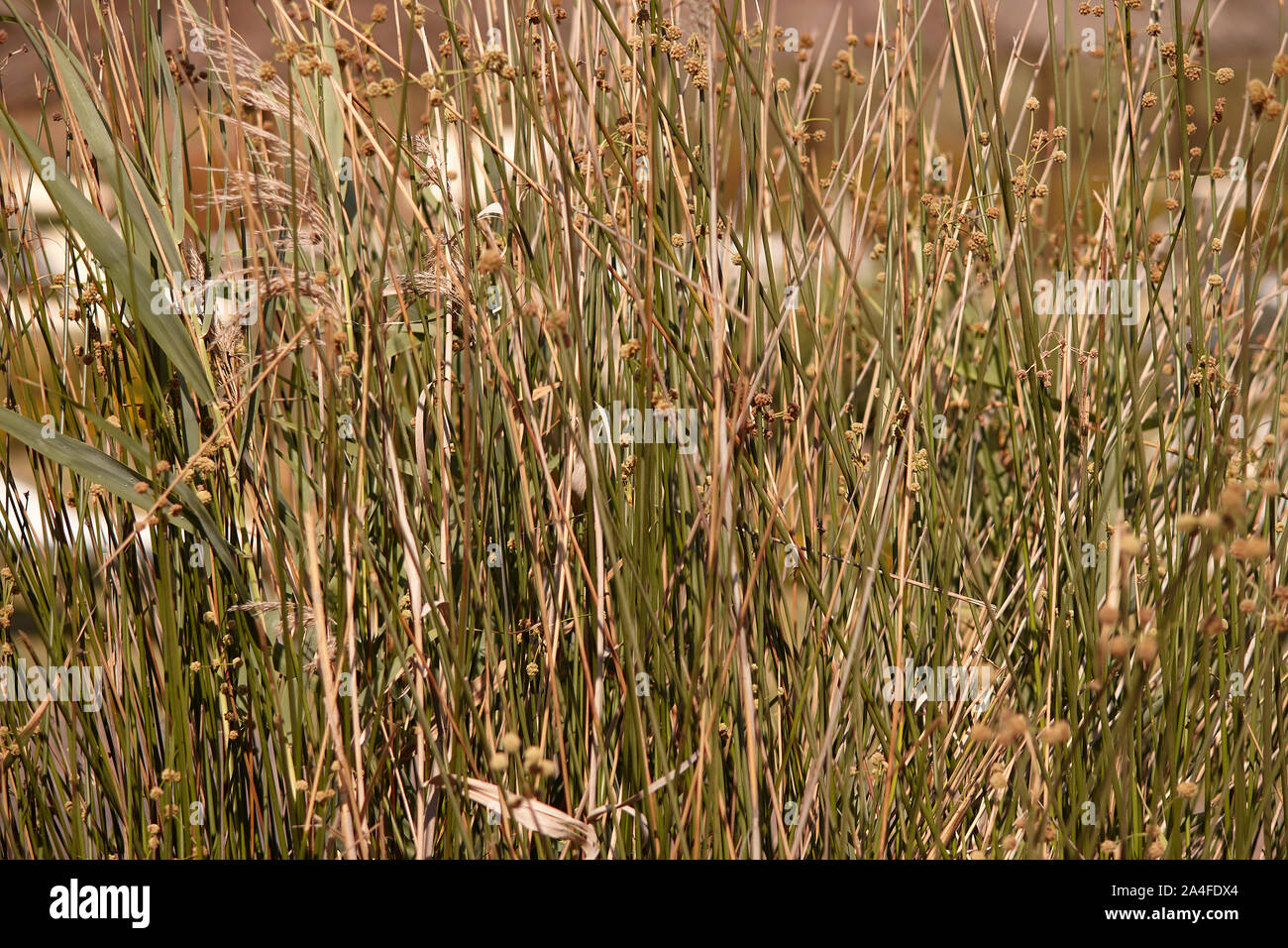 Grass texture in nature Stock Photo - Alamy