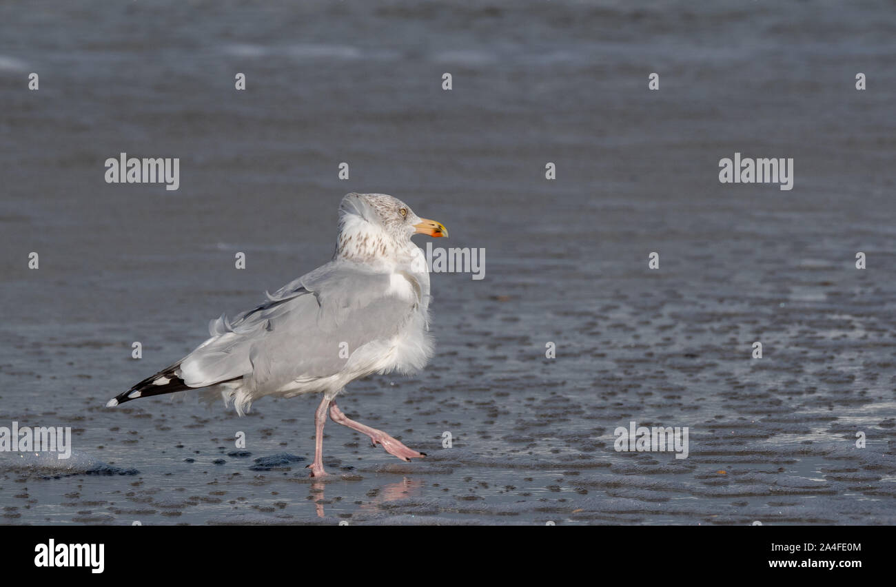 Seagull with a shiny eye hi-res stock photography and images - Alamy