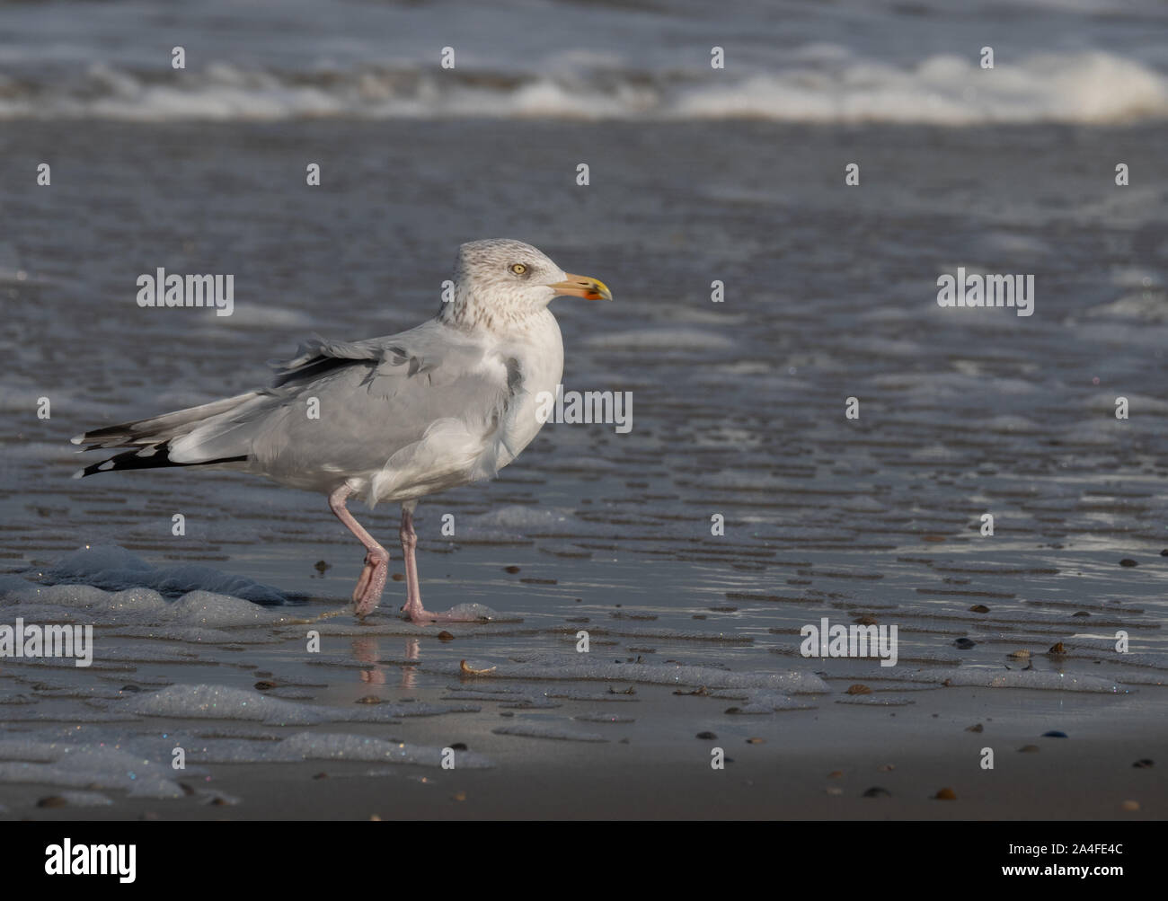 Seagull with a shiny eye hi-res stock photography and images - Alamy