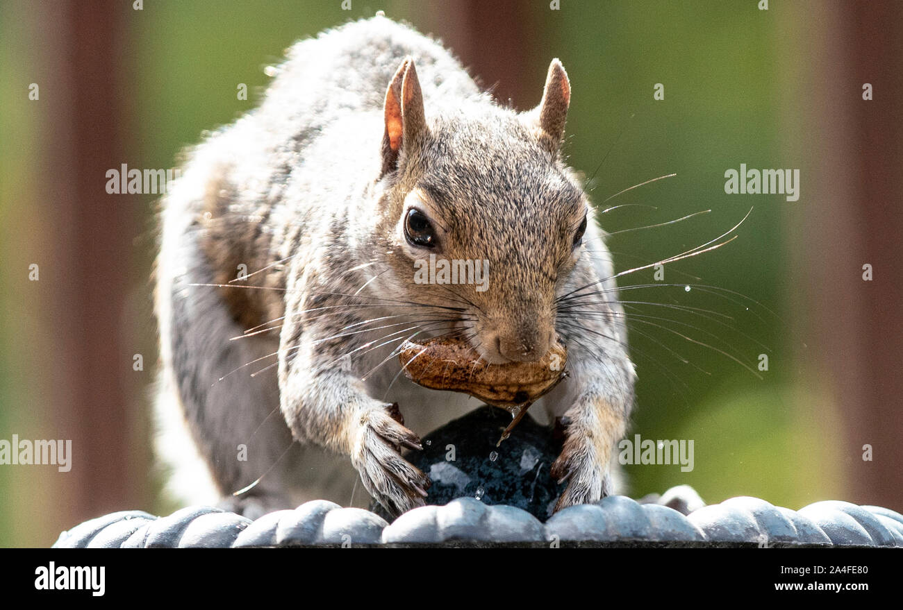 Chewer hi-res stock photography and images - Alamy