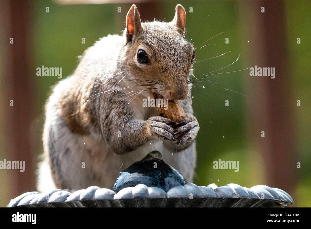 Nibbler hi-res stock photography and images - Alamy