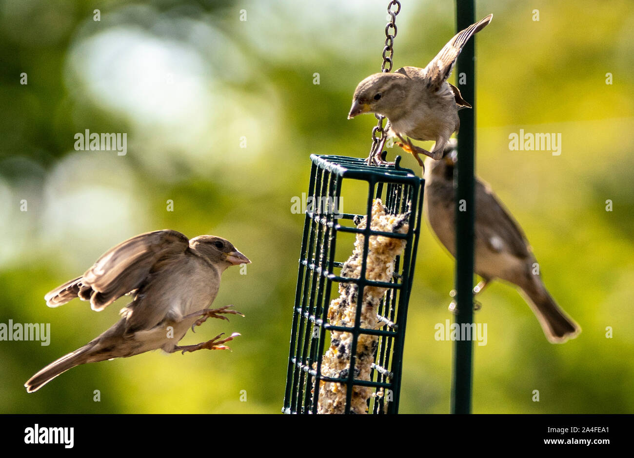 Bird flying around in cage hi-res stock photography and images - Alamy