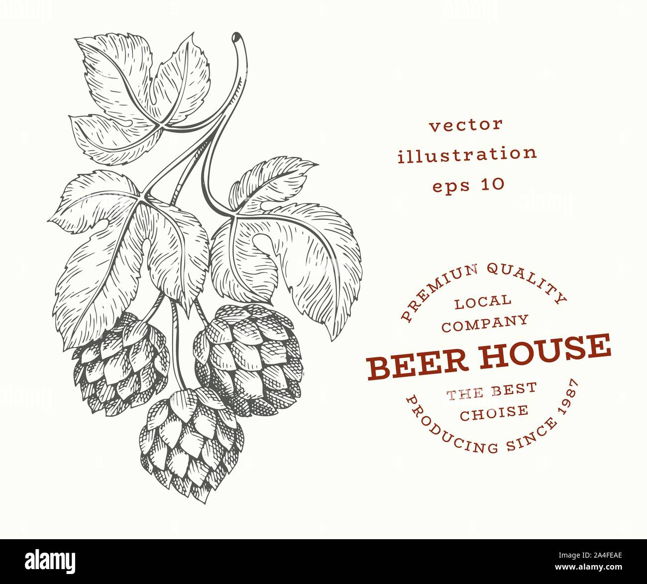 Beer hop illustration. Hand drawn vector botanical illustration ...
