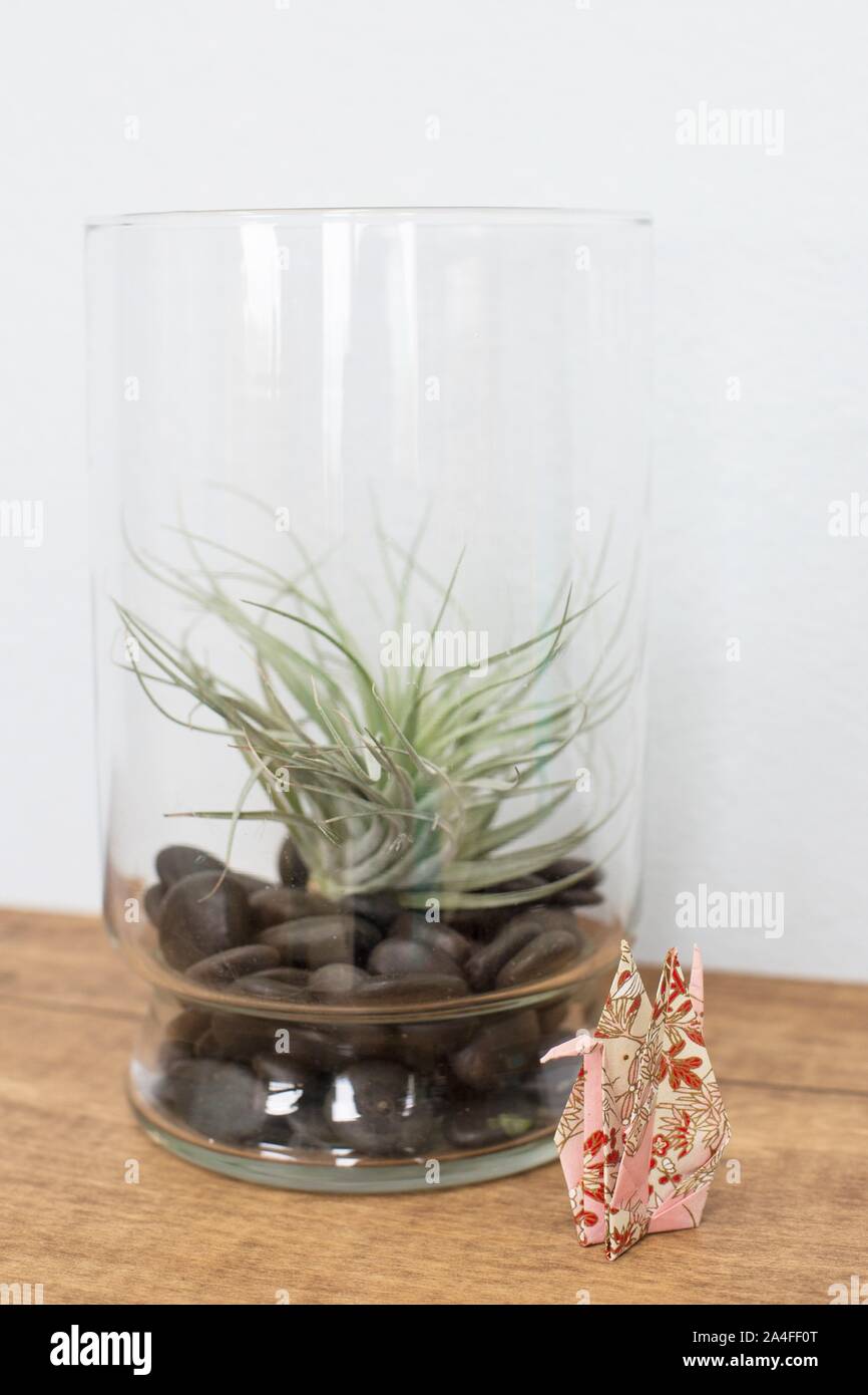 Glass Terrarium High Resolution Stock Photography and Images - Alamy