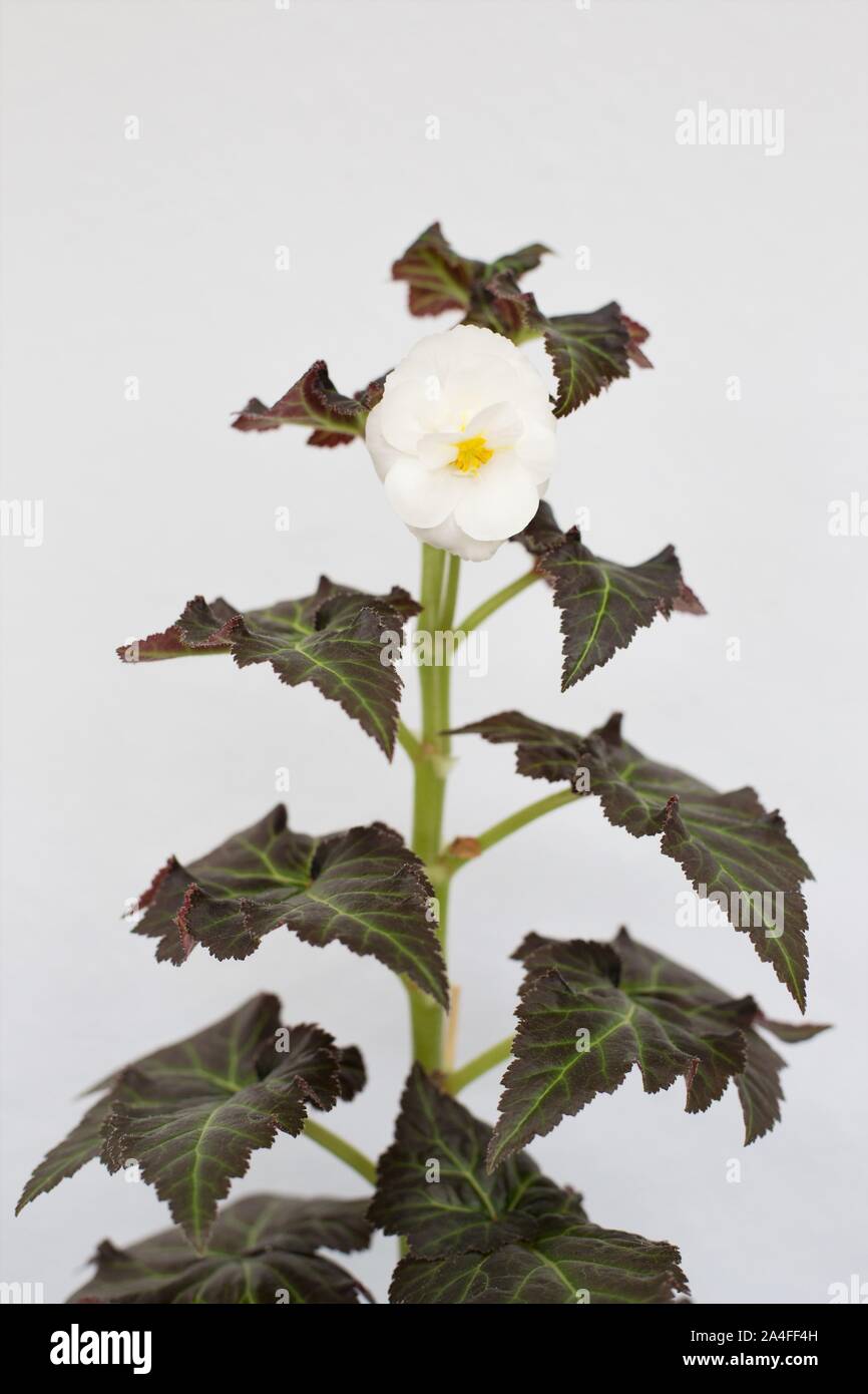 A flowering begonia 'Angel Wing' houseplant Stock Photo - Alamy
